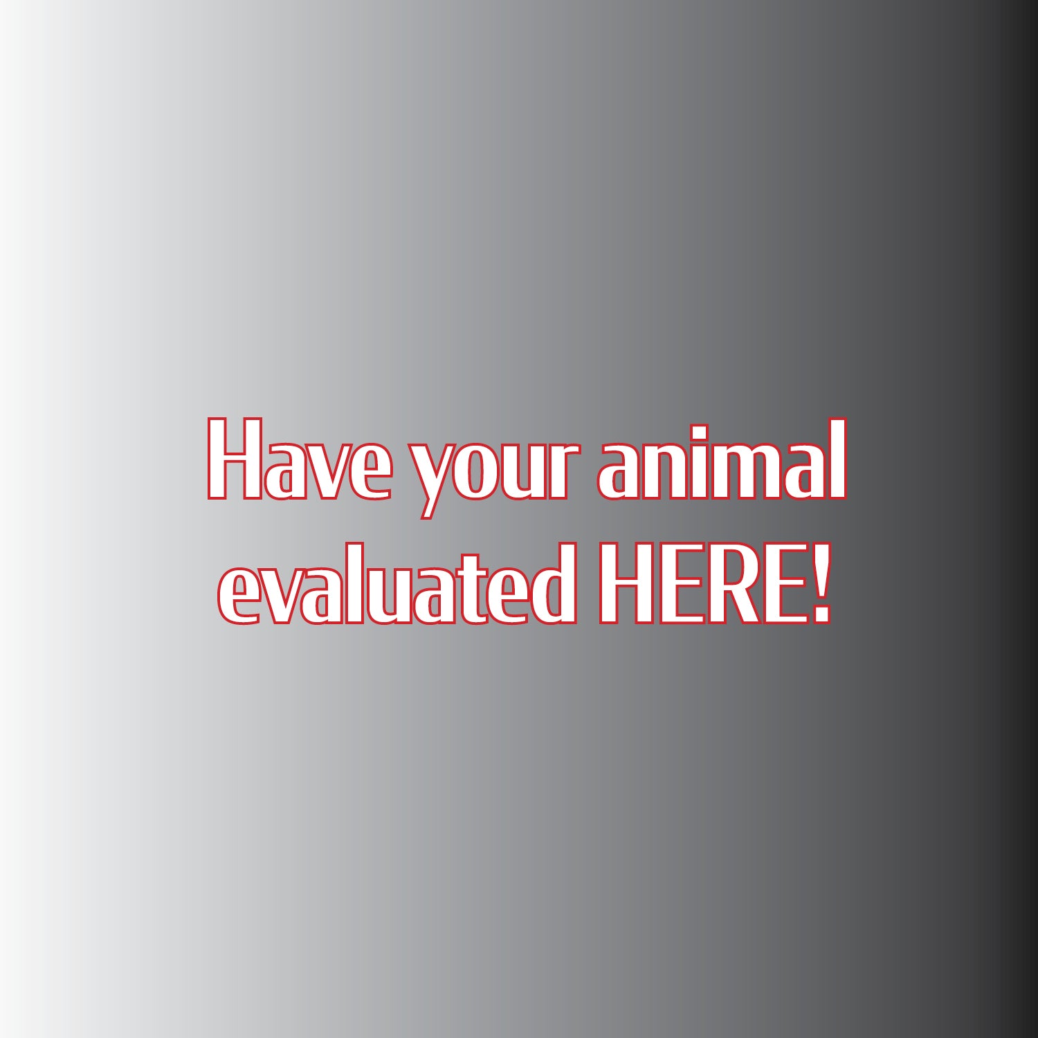 Animal Evaluation | Swinfords